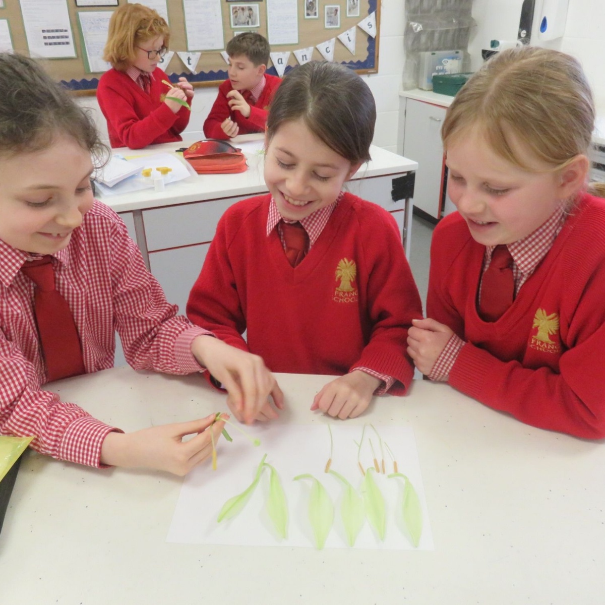 St Francis School - Year 5 Explore the Science Behind Flowers